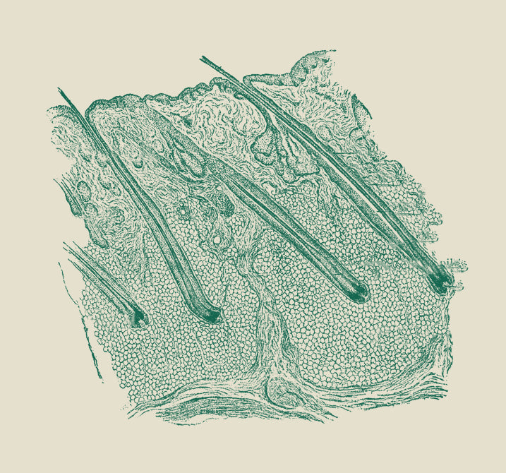 THE SCIENCE OF HAIR – Neil Naturopathic