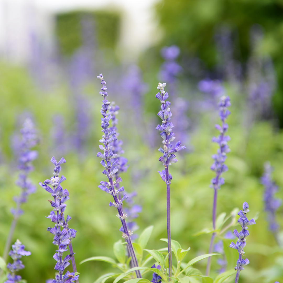 Clary Sage – Neil Naturopathic