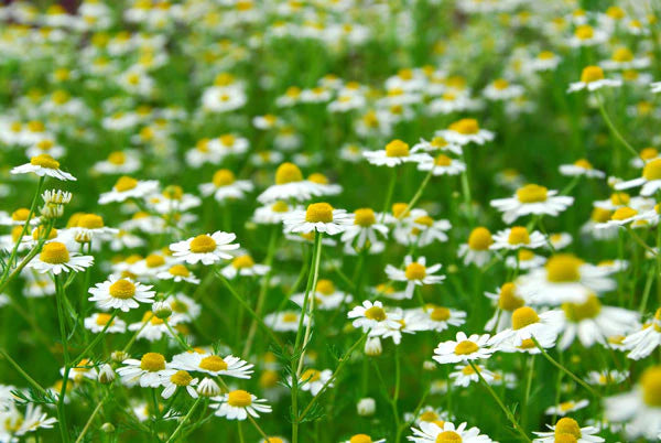 ROMAN CHAMOMILE – Neil Naturopathic